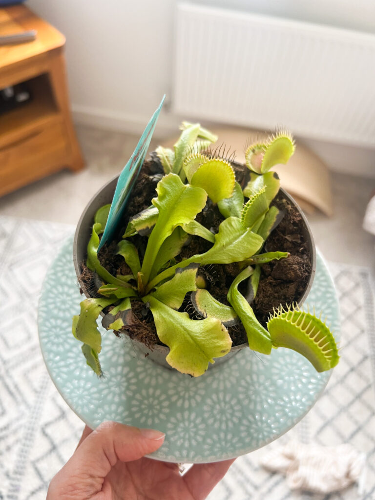 How to Care for a Venus Fly Trap (And Keep It Alive) - mindful slow life