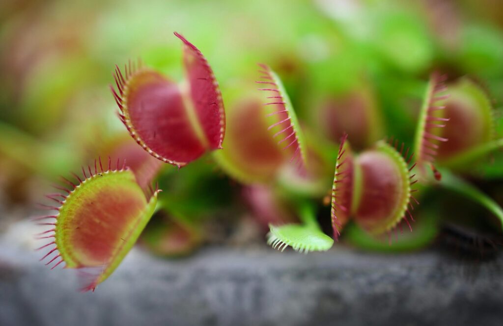 How to Care for a Venus Fly Trap (And Keep It Alive) - mindful slow life